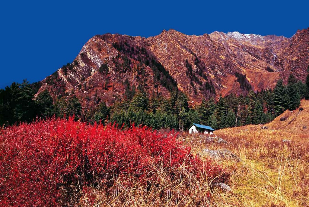 Home of the Western Tragopan – Great Himalayan National Park | The OK ...