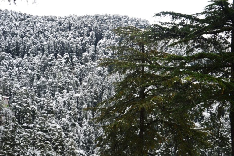Tourists Wake Up To 2016-17 First Snowfall In Shimla | The OK Travel